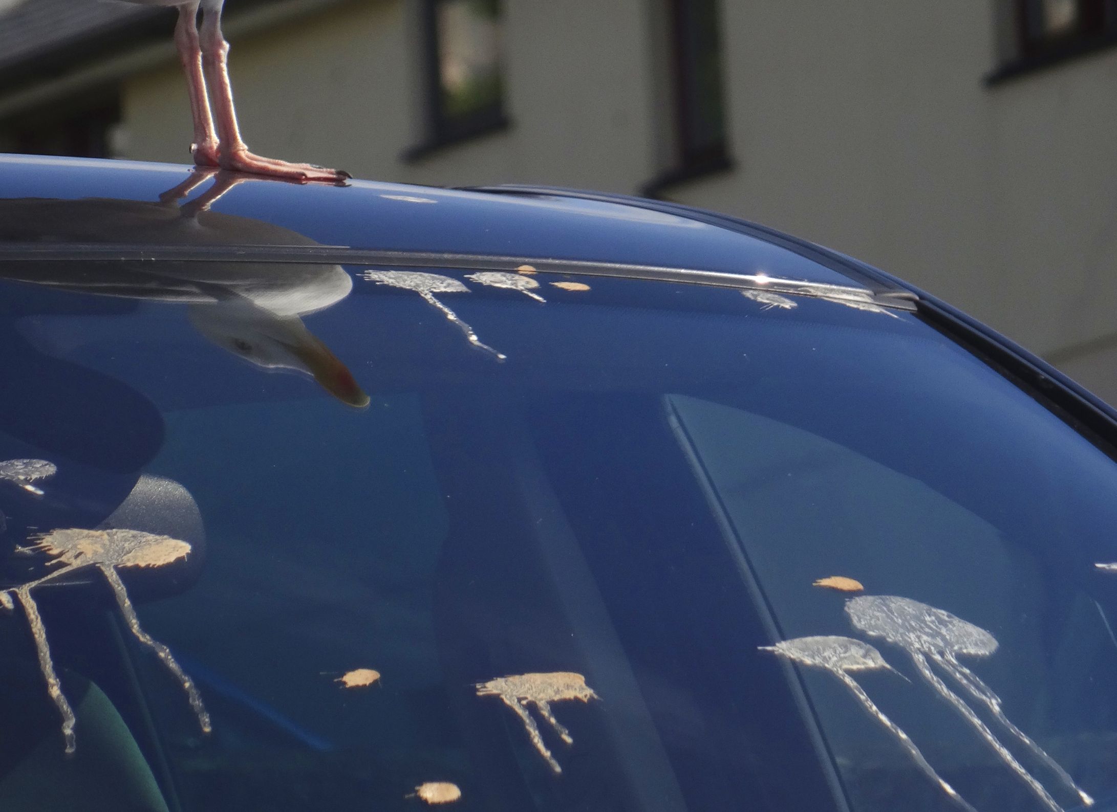 The Unlikely Culprit: How Birds Can Damage Your Windscreen – Gippsland ...